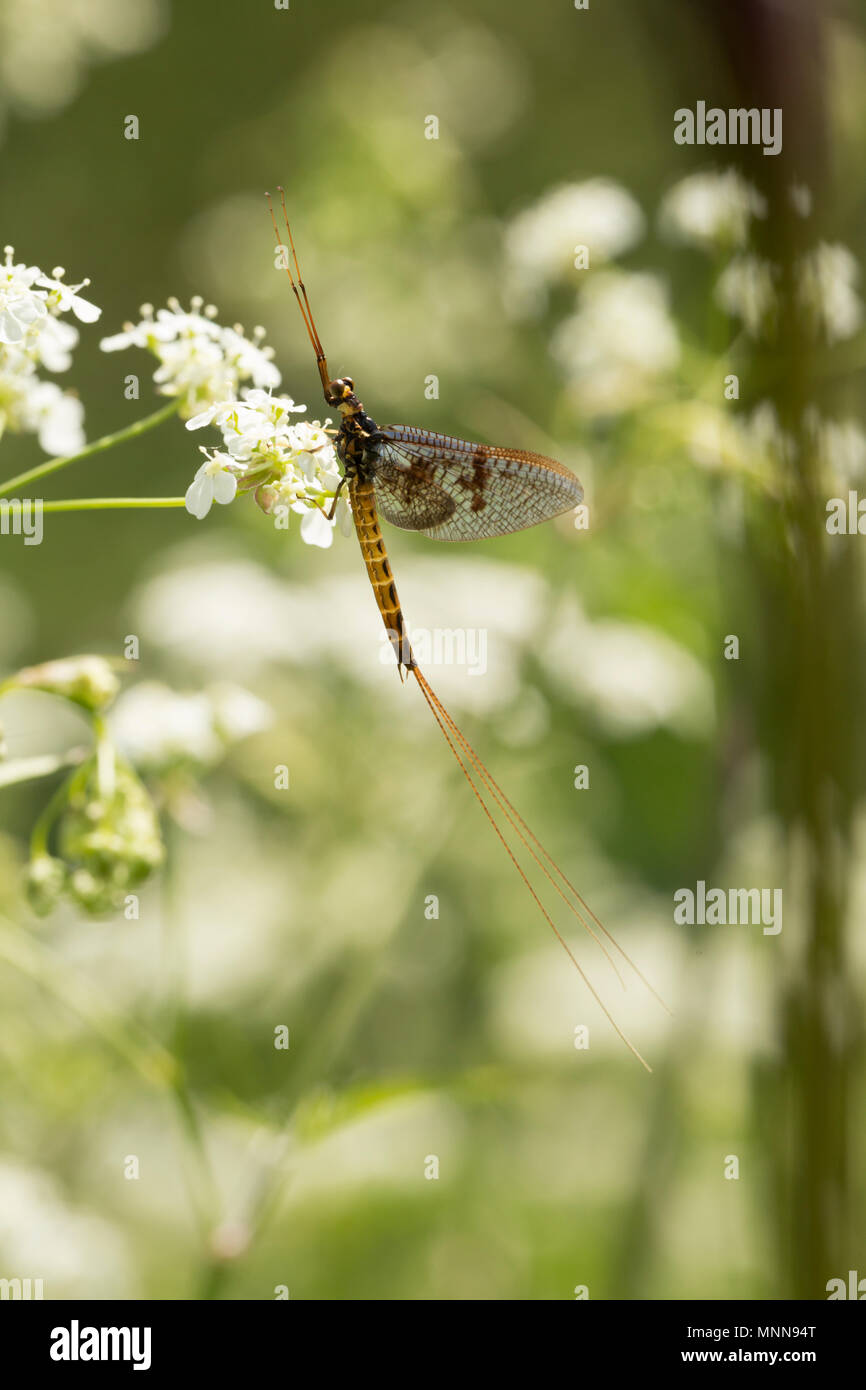 Mayflies hi-res stock photography and images - Alamy