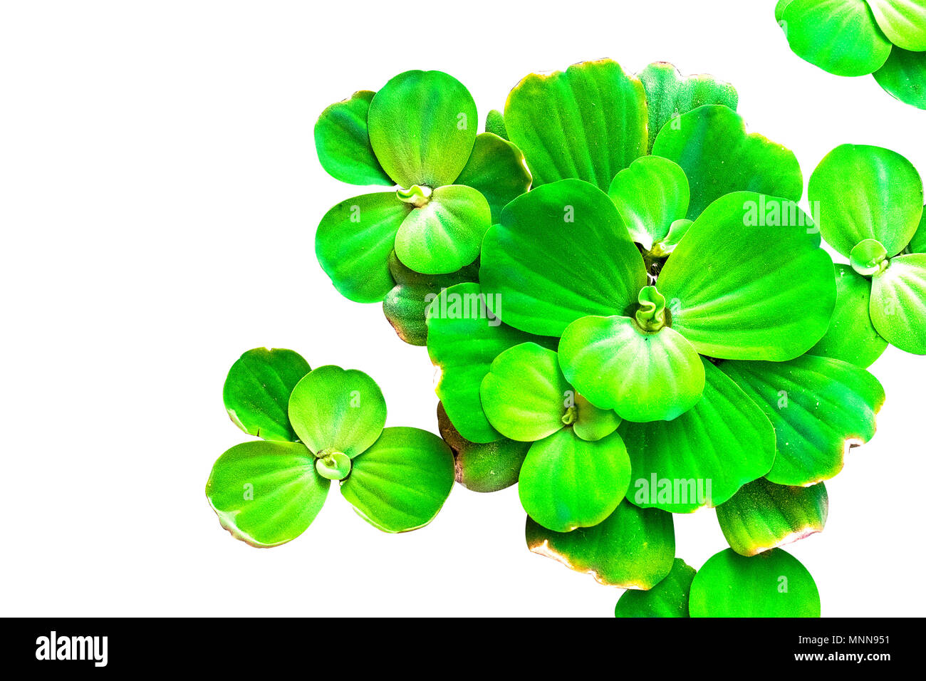 Water lettuce to creative texture and pattern for design and decoration ...