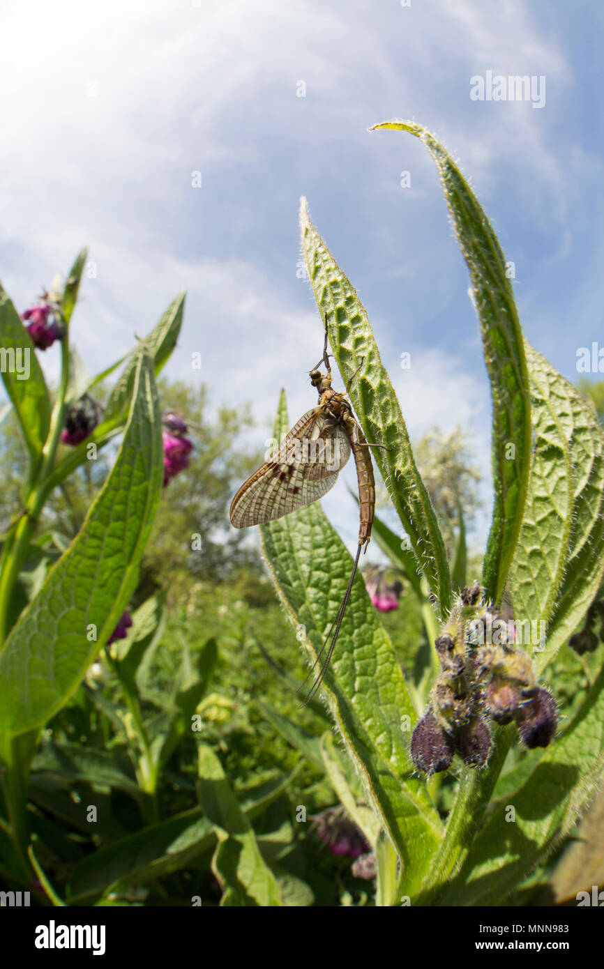 Flying Mayflies High Resolution Stock Photography and Images - Alamy