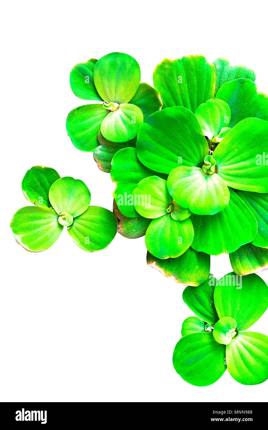 Water lettuce to creative texture and pattern for design and decoration ...