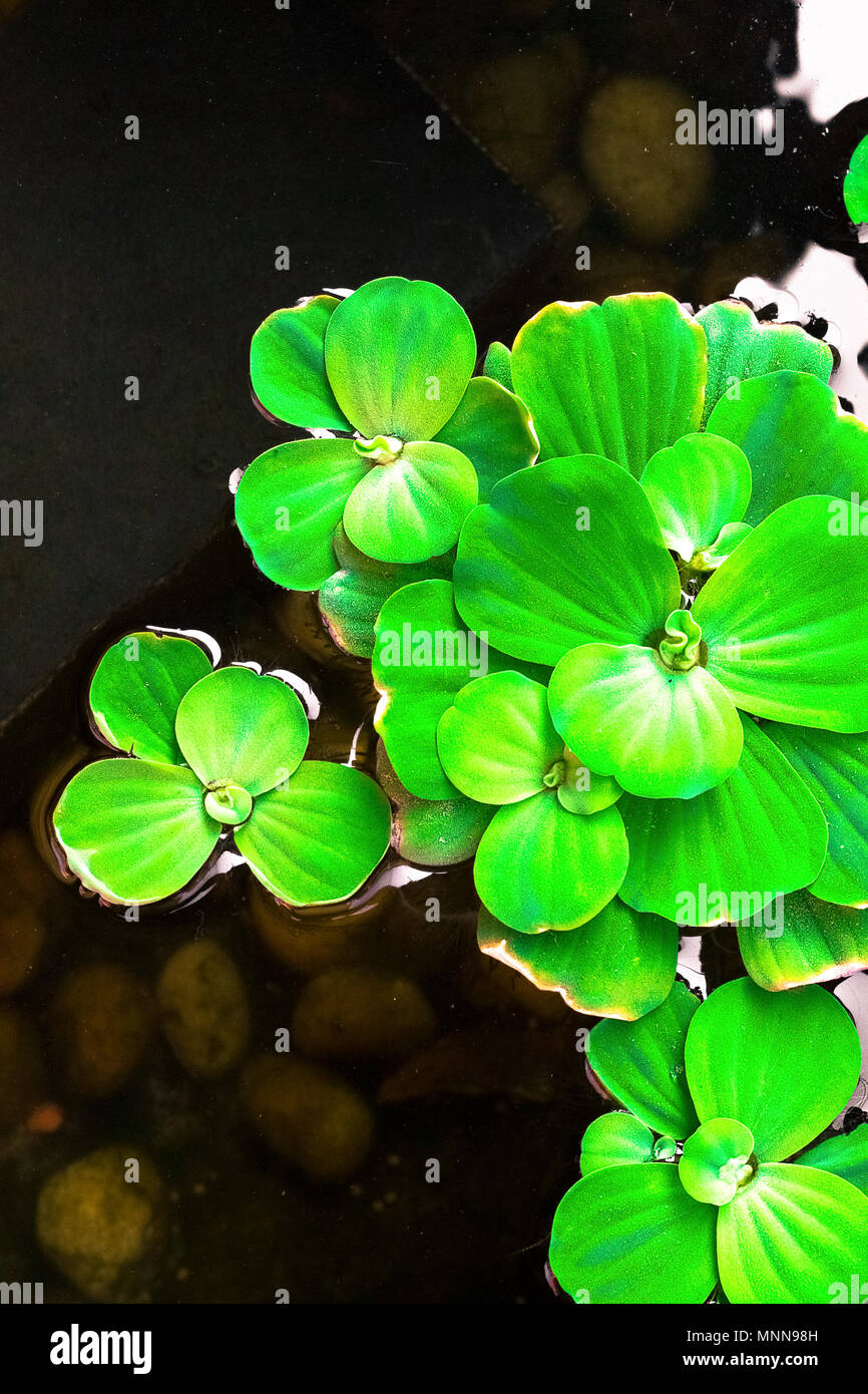 Water lettuce to creative texture and pattern for design and decoration ...