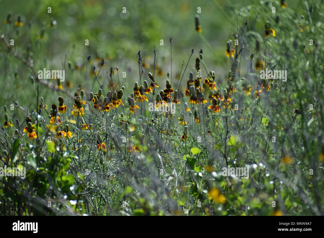 wild flower field Stock Photo - Alamy