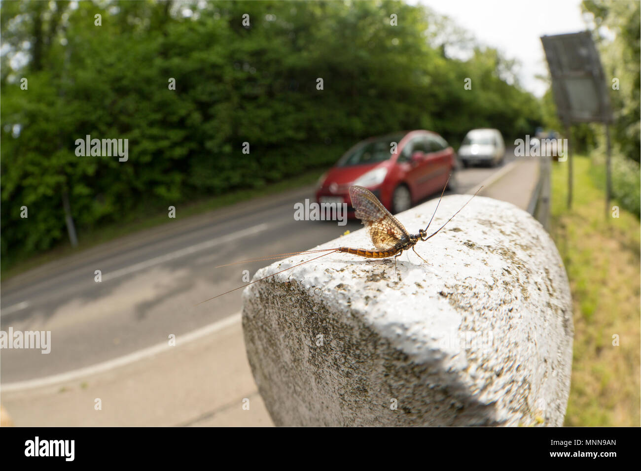 Insects on cars hi-res stock photography and images - Alamy