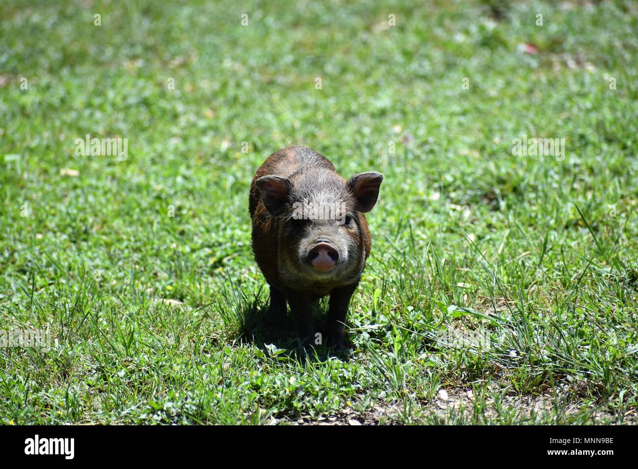 Cute little piglet hi-res stock photography and images - Alamy