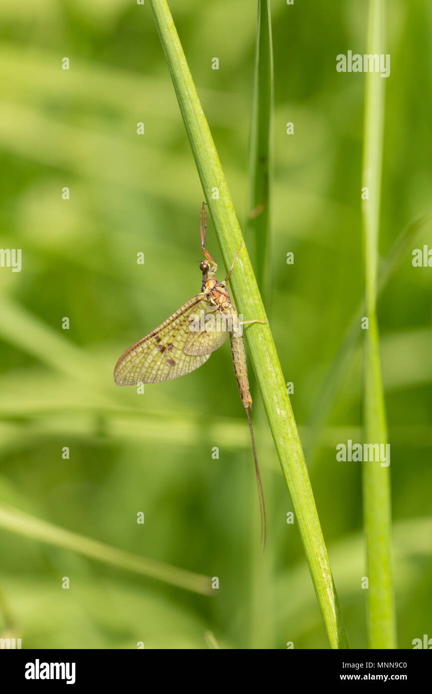 Mayflies hi-res stock photography and images - Alamy