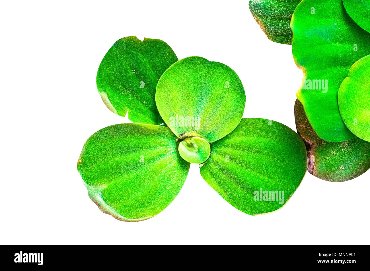 Water lettuce to creative texture and pattern for design and decoration ...