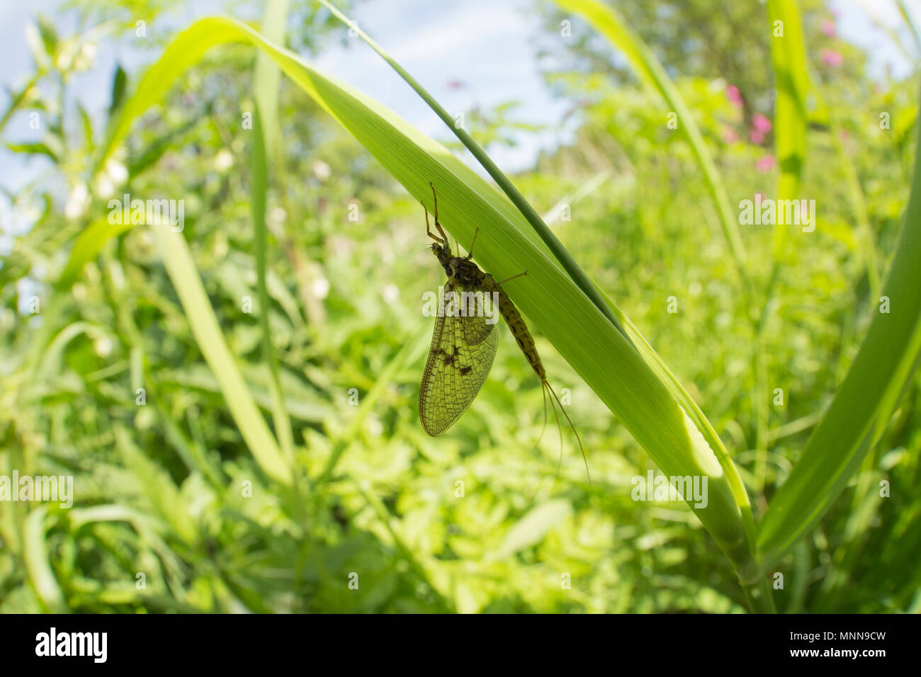 Mayflies Hatch High Resolution Stock Photography and Images - Alamy