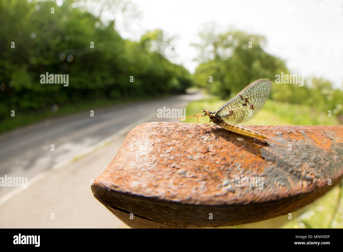 Man and insects hi-res stock photography and images - Alamy