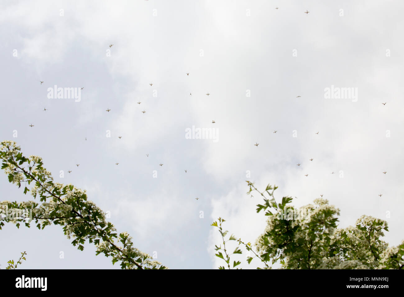Mayfly swarm hi-res stock photography and images - Alamy