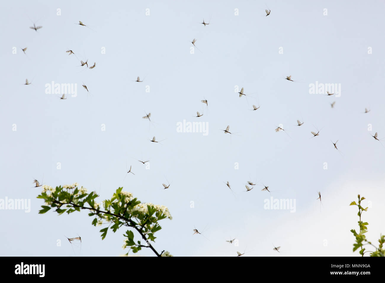 Mayflies uk hi-res stock photography and images - Alamy