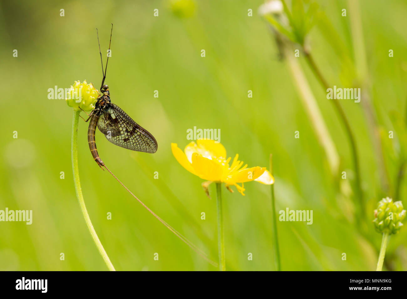 Flying Mayflies High Resolution Stock Photography and Images - Alamy