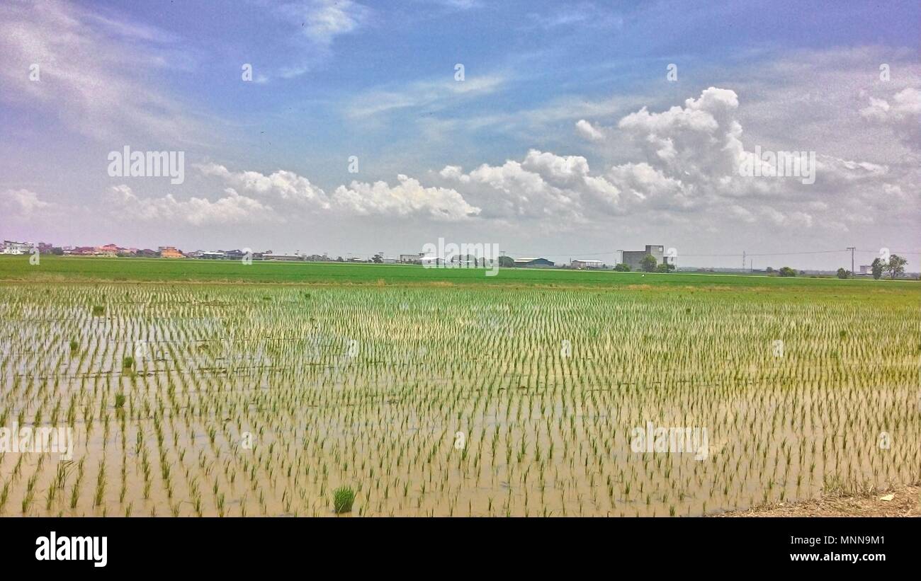 Rice field in Malaysia Stock Photo - Alamy