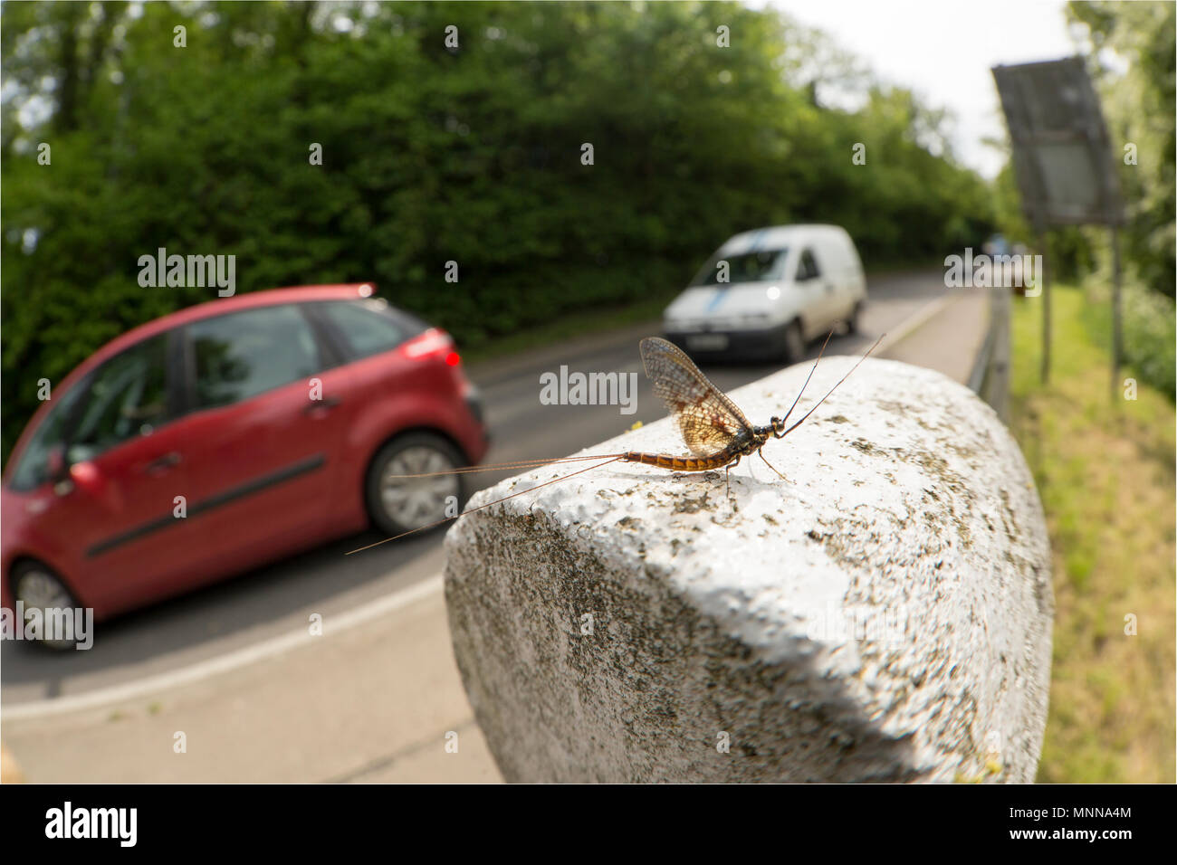 Insects on cars hi-res stock photography and images - Alamy