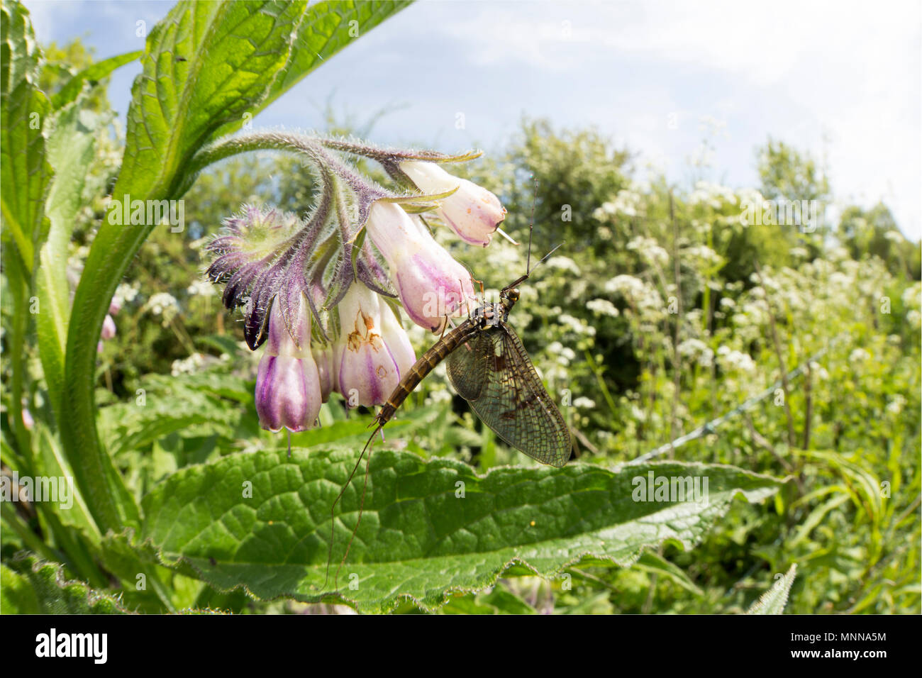 Flying mayflies hi-res stock photography and images - Alamy