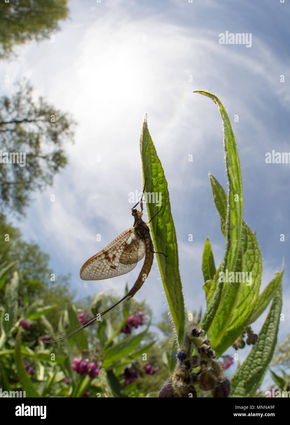Mayflies hi-res stock photography and images - Alamy