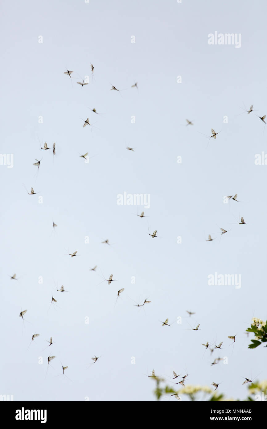 Dance of the mayflies hi-res stock photography and images - Alamy