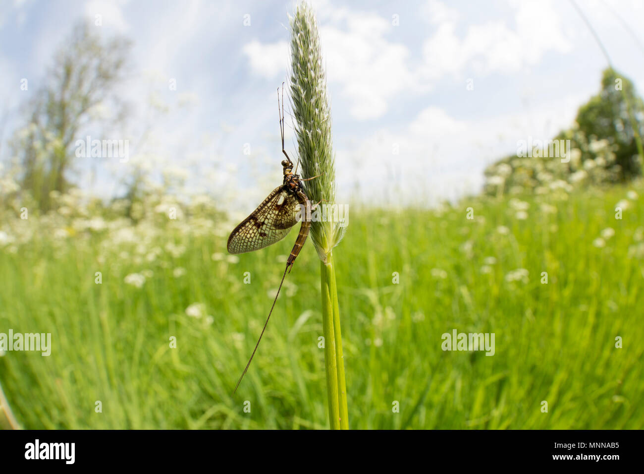 Mayfly swarm uk hi-res stock photography and images - Alamy