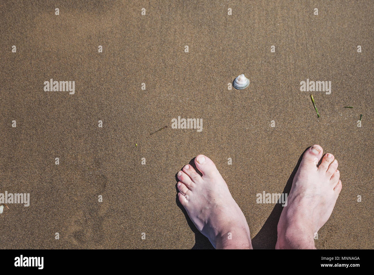 Foot Shell High Resolution Stock Photography and Images - Alamy