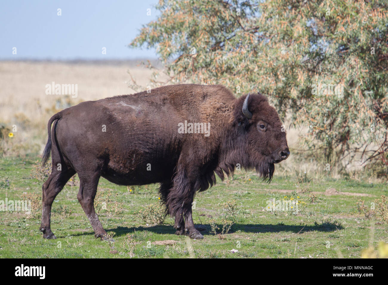 An American bison bull Stock Photo - Alamy