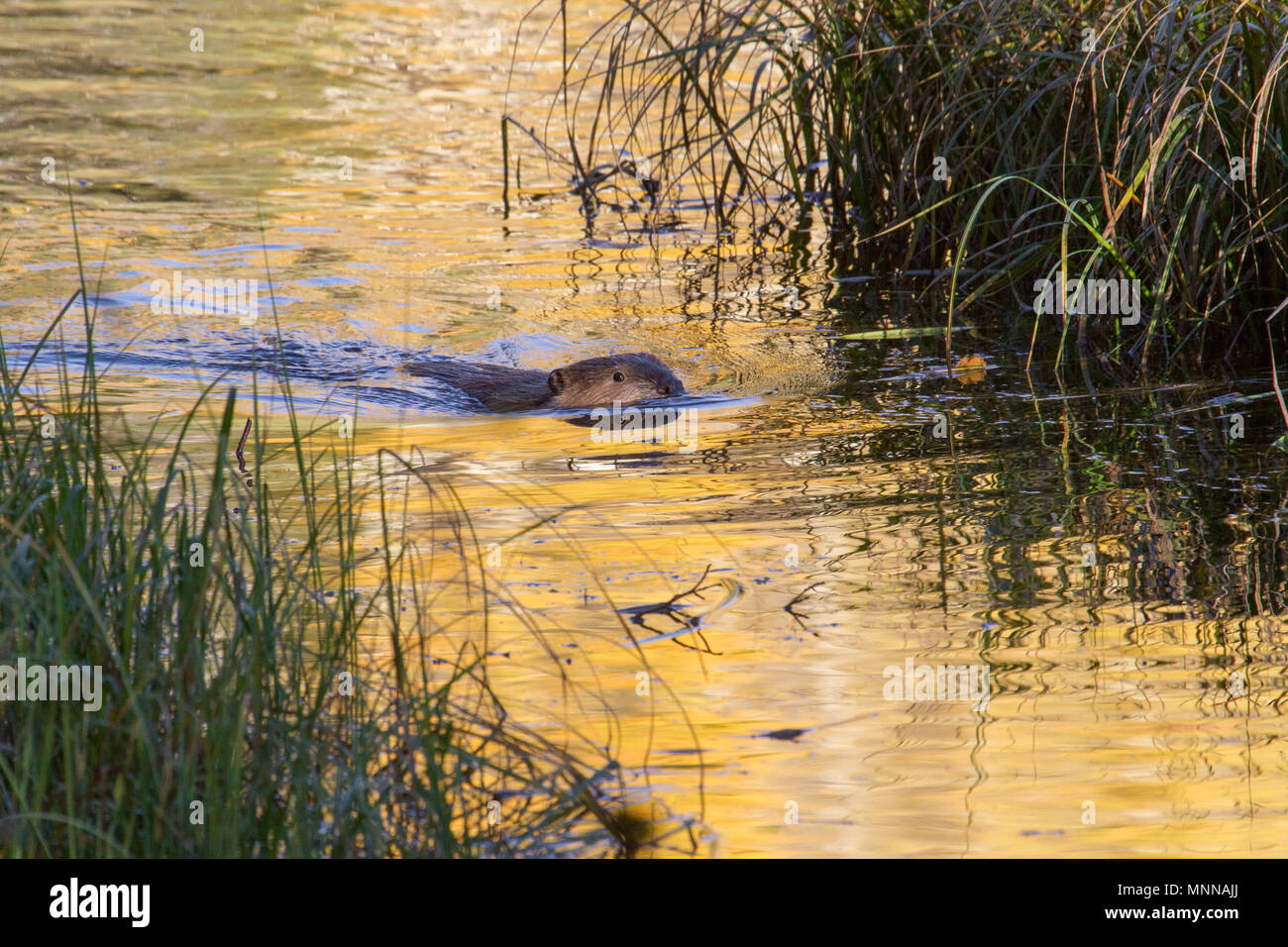 A beaver swimming through water in early morning Stock Photo - Alamy