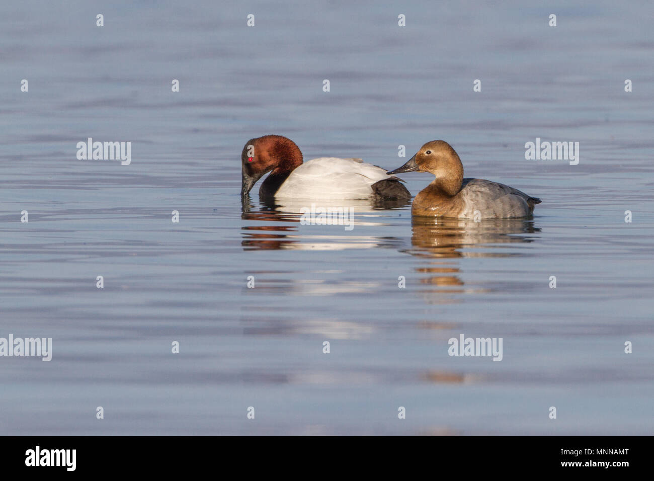A pair of canvasbacks on the water Stock Photo - Alamy