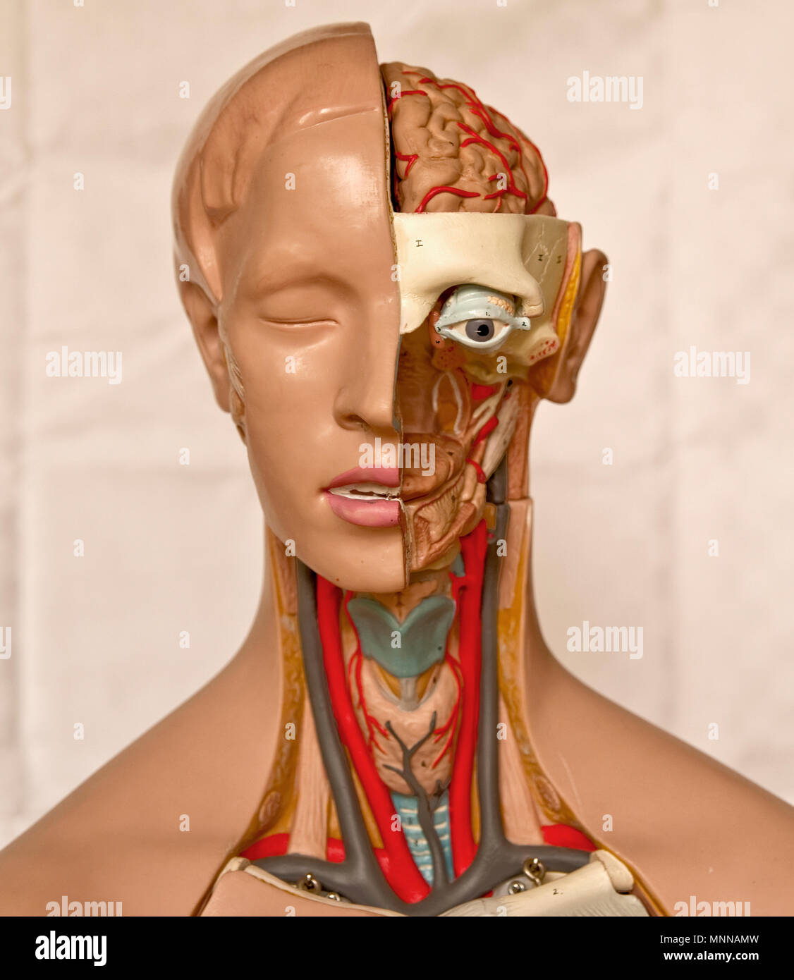 Anatomie anatomisch hi-res stock photography and images - Alamy