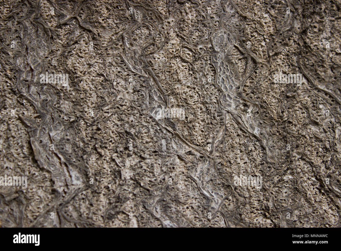 Tree trunk texture close up Stock Photo - Alamy