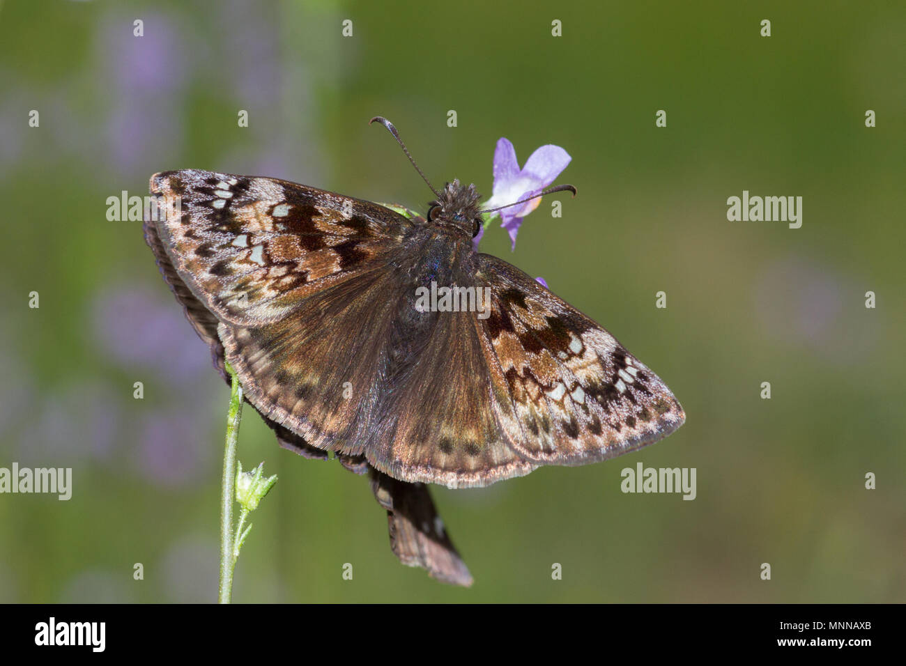 A mating pair of Juvenal's dusky wing skippers Stock Photo - Alamy