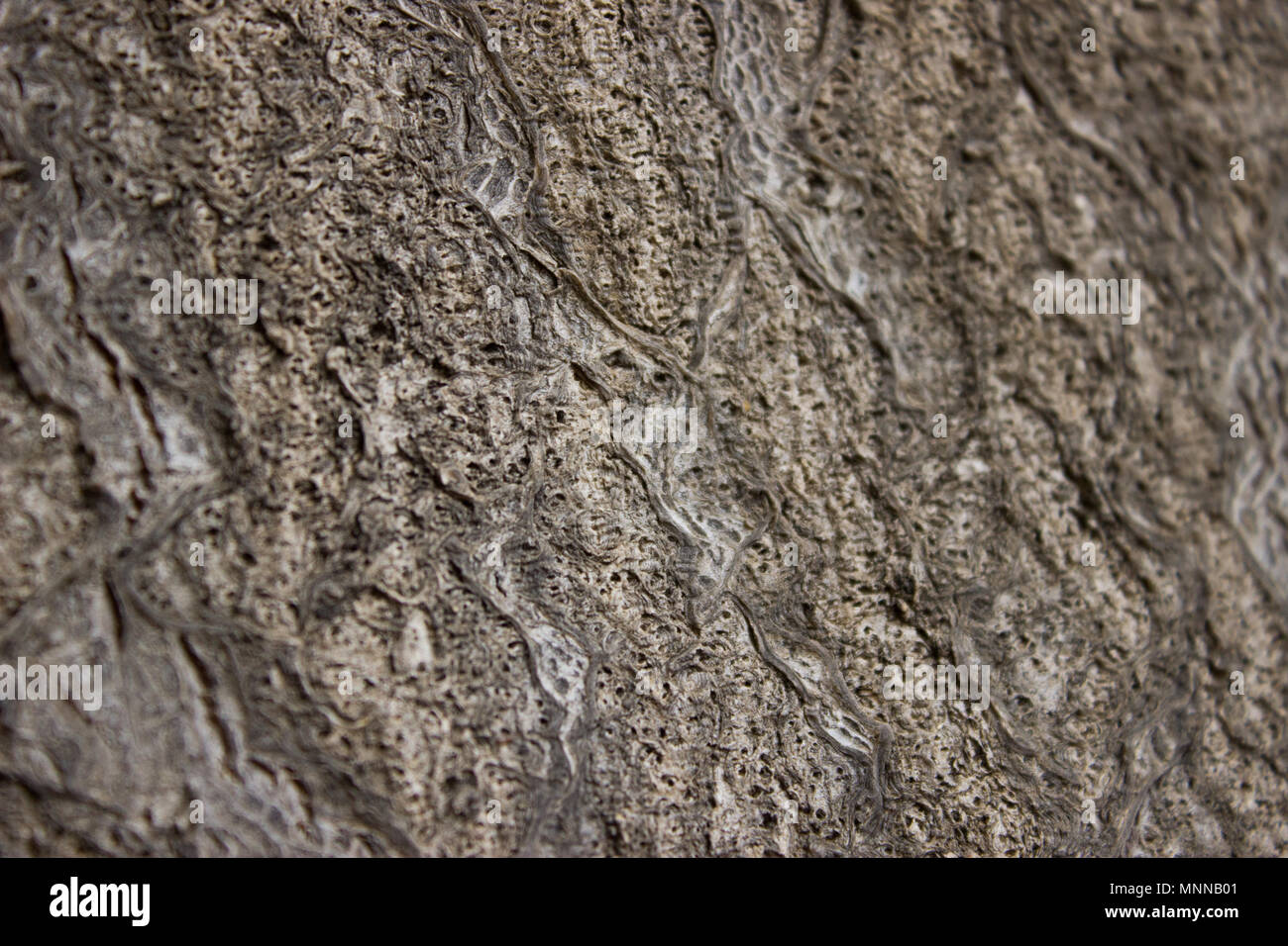 Tree trunk texture close up Stock Photo - Alamy