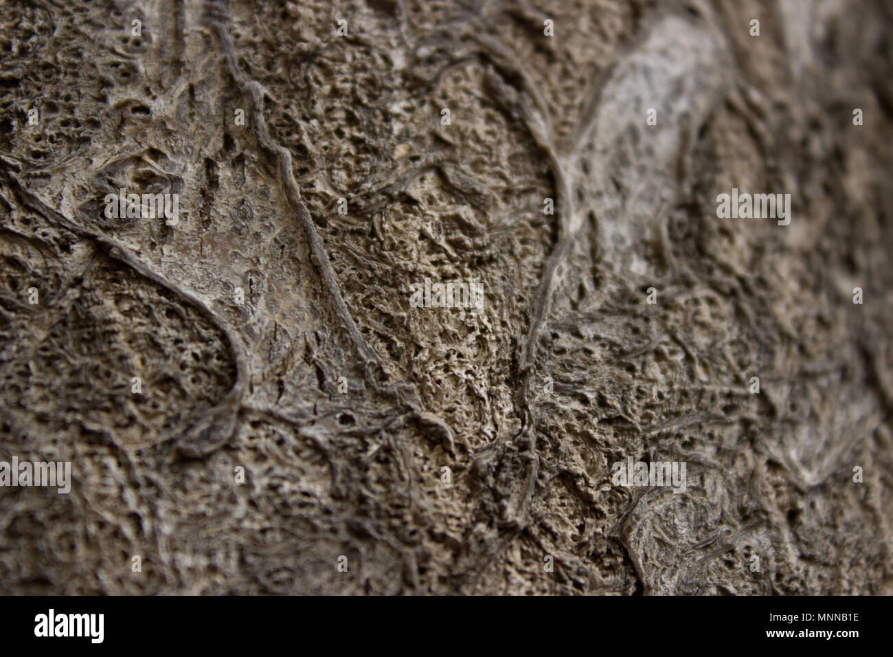 Tree trunk texture close up Stock Photo - Alamy