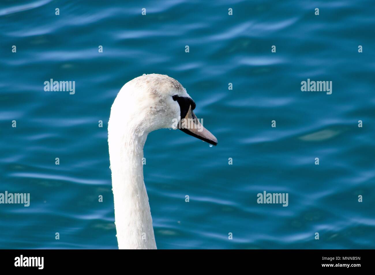Large swan wings hi-res stock photography and images - Alamy