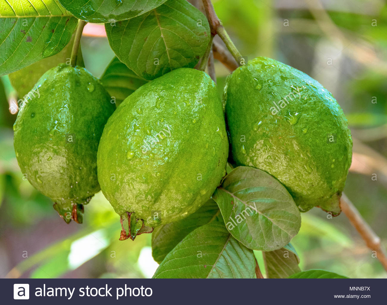 Guayabo Stock Photos & Guayabo Stock Images - Alamy