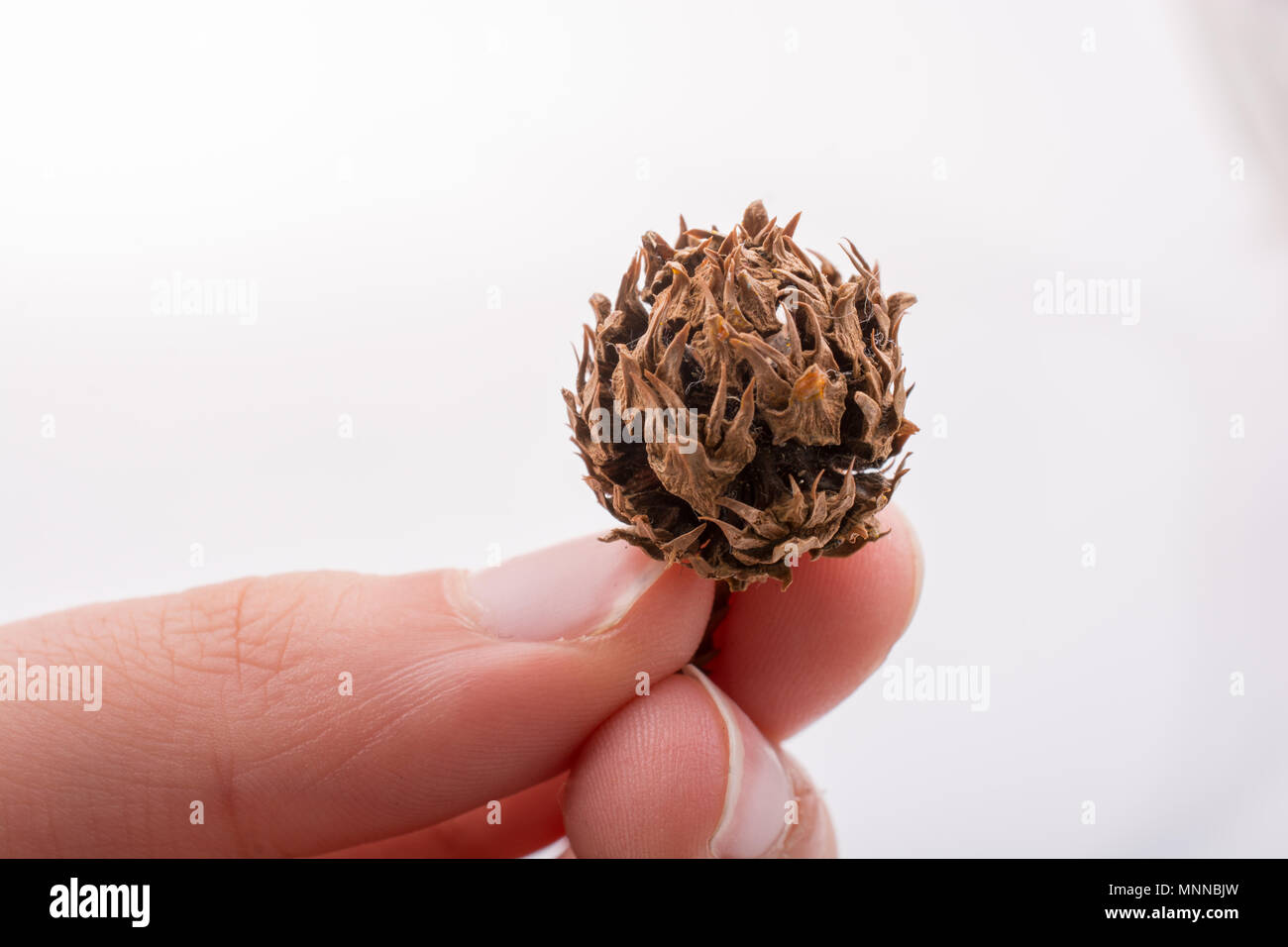 Hand holding pod, cone or capsule on background Stock Photo - Alamy