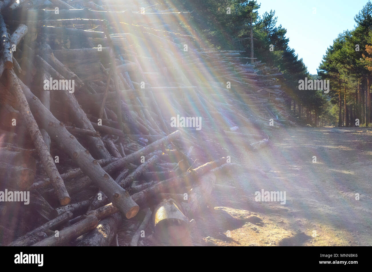 Felling of trees, with trunks at the side of the mountain path. Natural ...