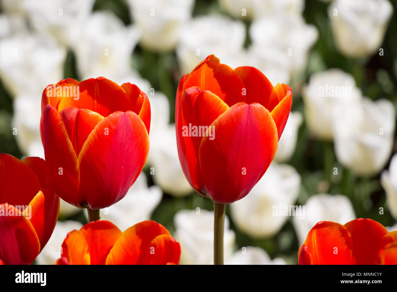Red color Tulips Bloom in Spring in garden Stock Photo - Alamy