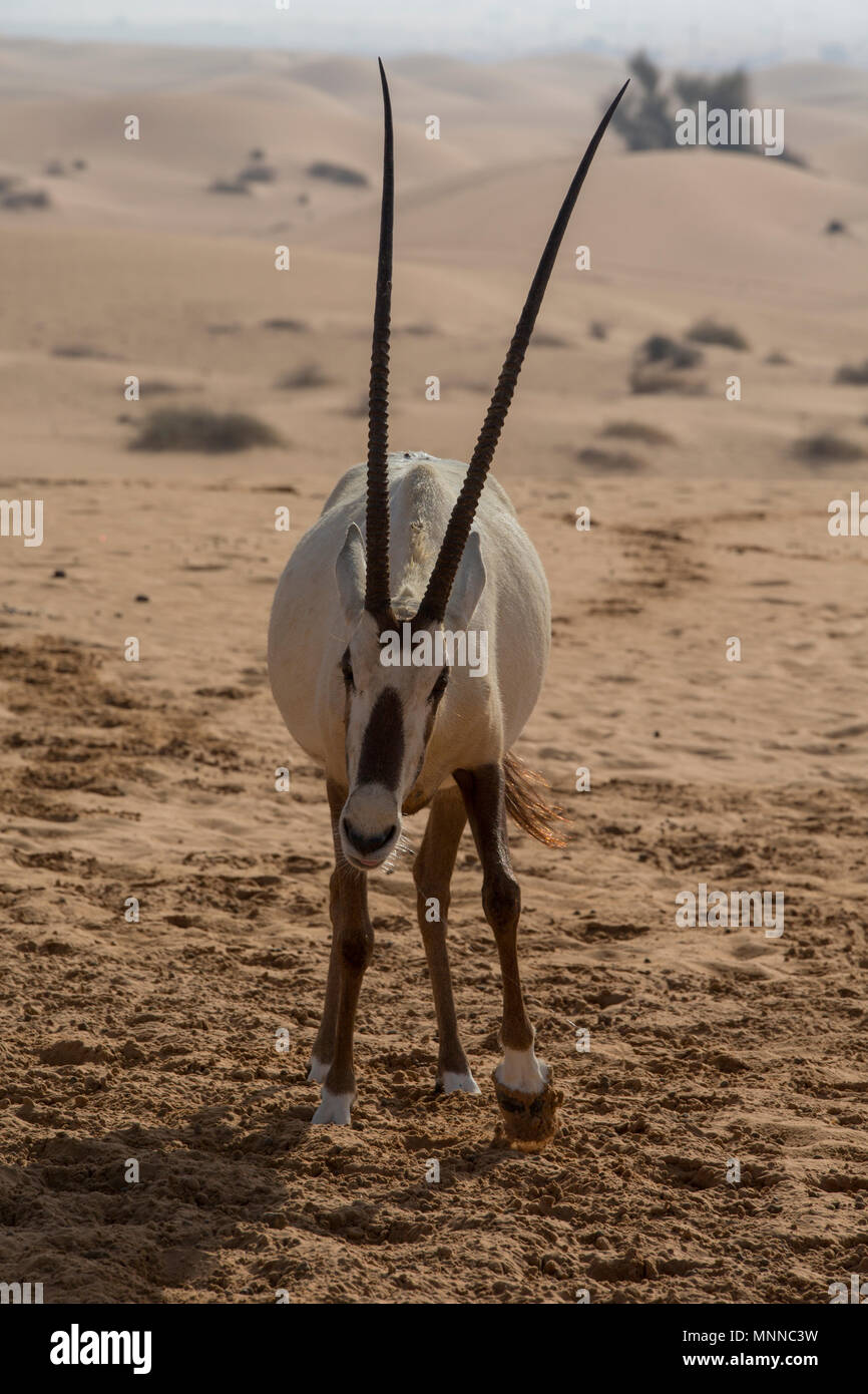 Arabian Oryx charging the tourists car in a reserve, in the al maha ...