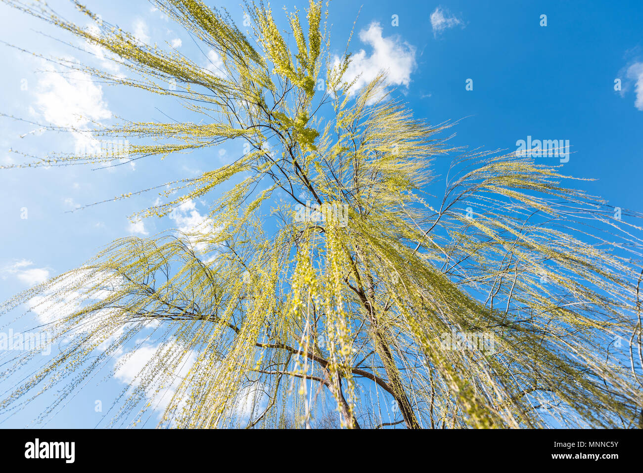 Looking up under green weeping willow tree isolated against blue sky ...
