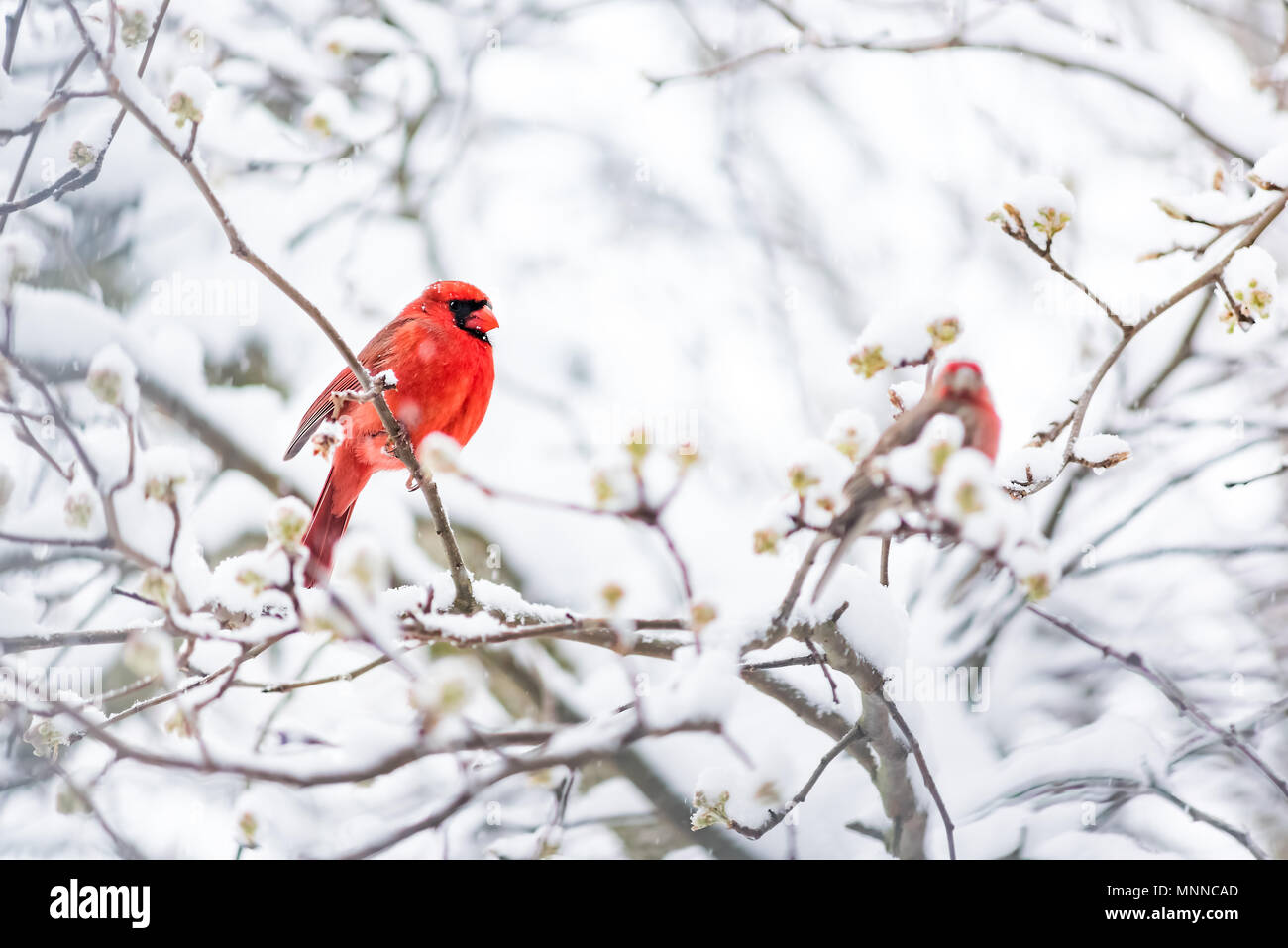 Red cardinal in snowy tree hi-res stock photography and images - Alamy