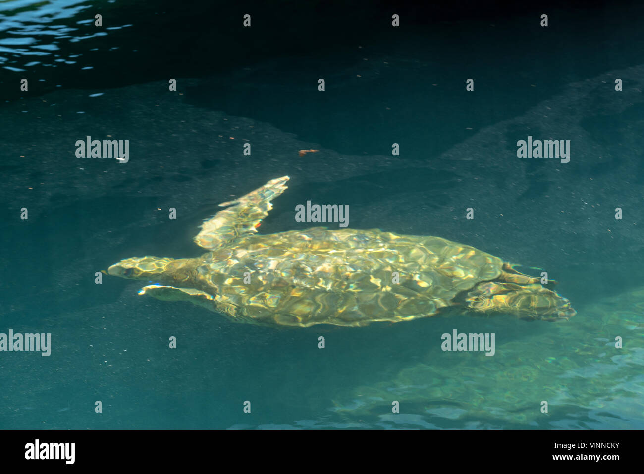 Sea turtle off the coast of Isabela Island, Galapagos Islands, Ecuador ...