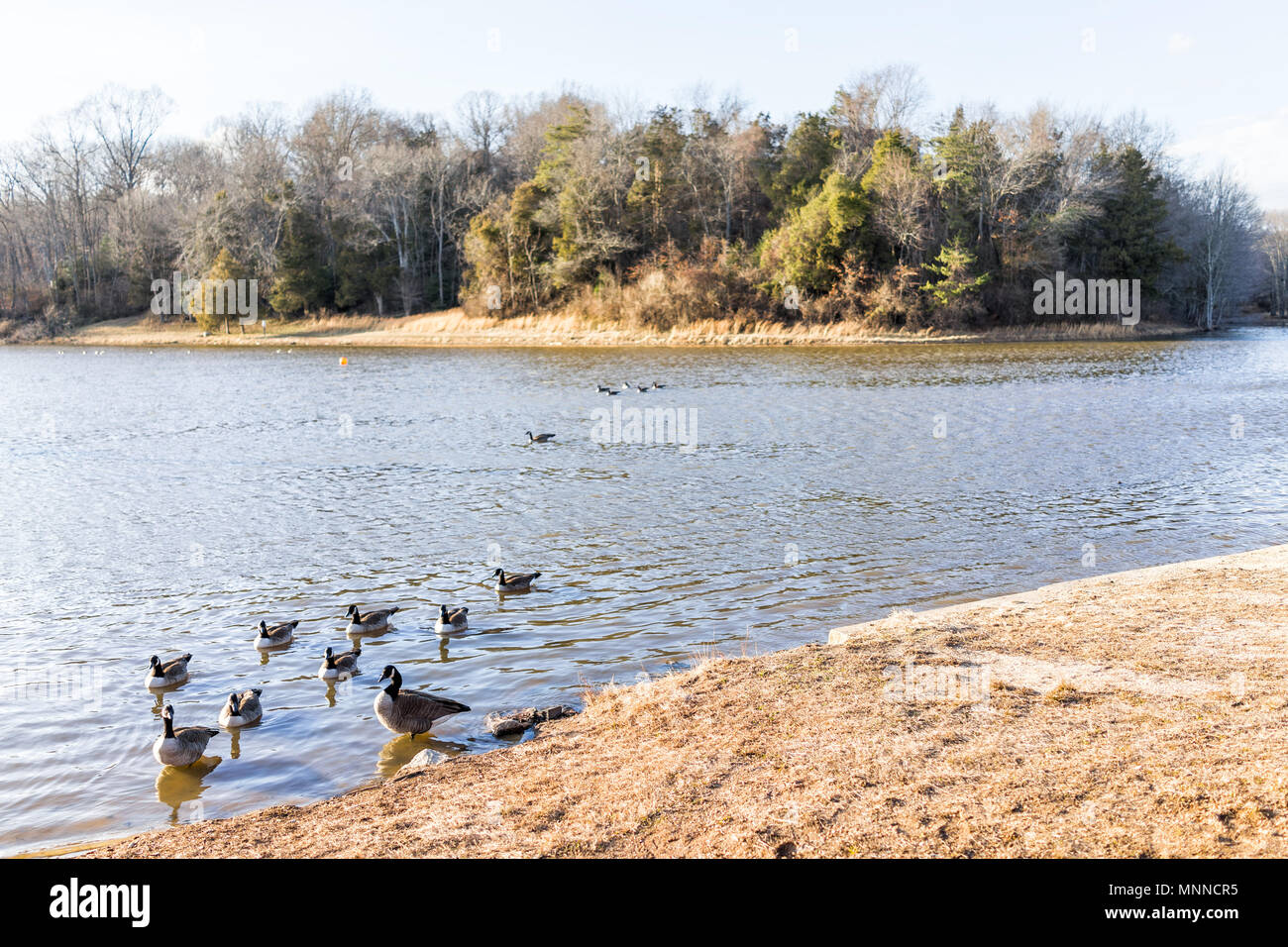 Lake Fairfax Park in winter in Reston, Virginia with flock of geese by ...
