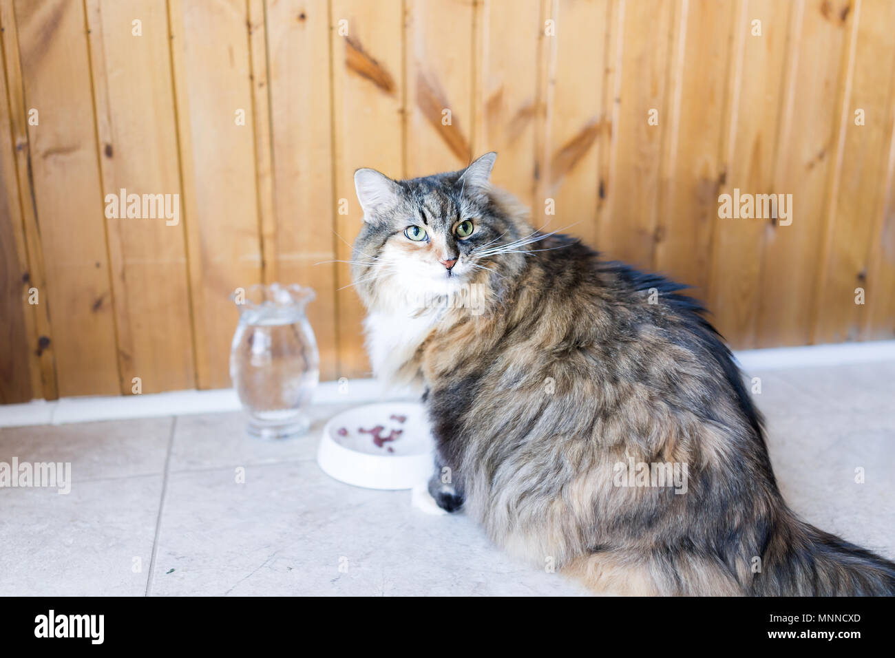 Closeup of calico maine coon cat sitting eating angry sneer hungry ...