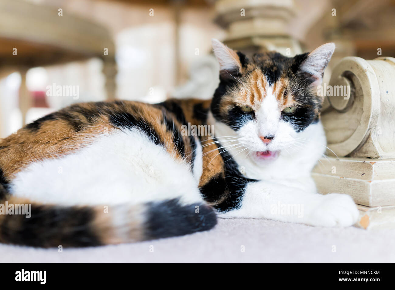 Closeup of calico cat lying under table on floor in dining room with ...