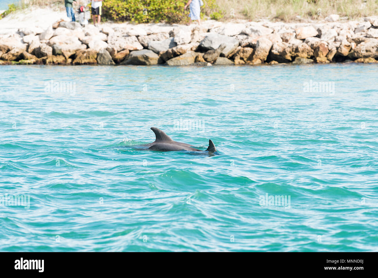 Two wild couple dolphins swimming in light blue water in Venice ...