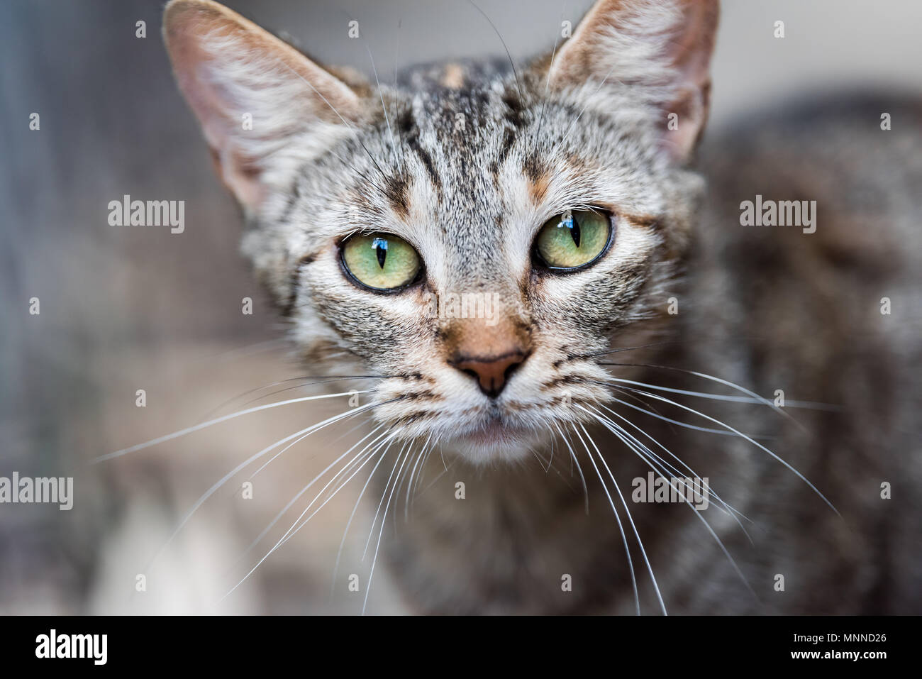 Stray tabby cat with green eyes macro closeup on sidewalk streets in ...