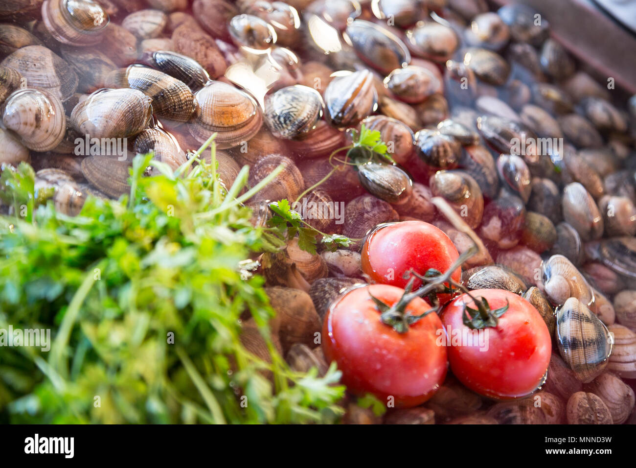 Mediterranean clam shells ready for sale on a market Stock Photo - Alamy