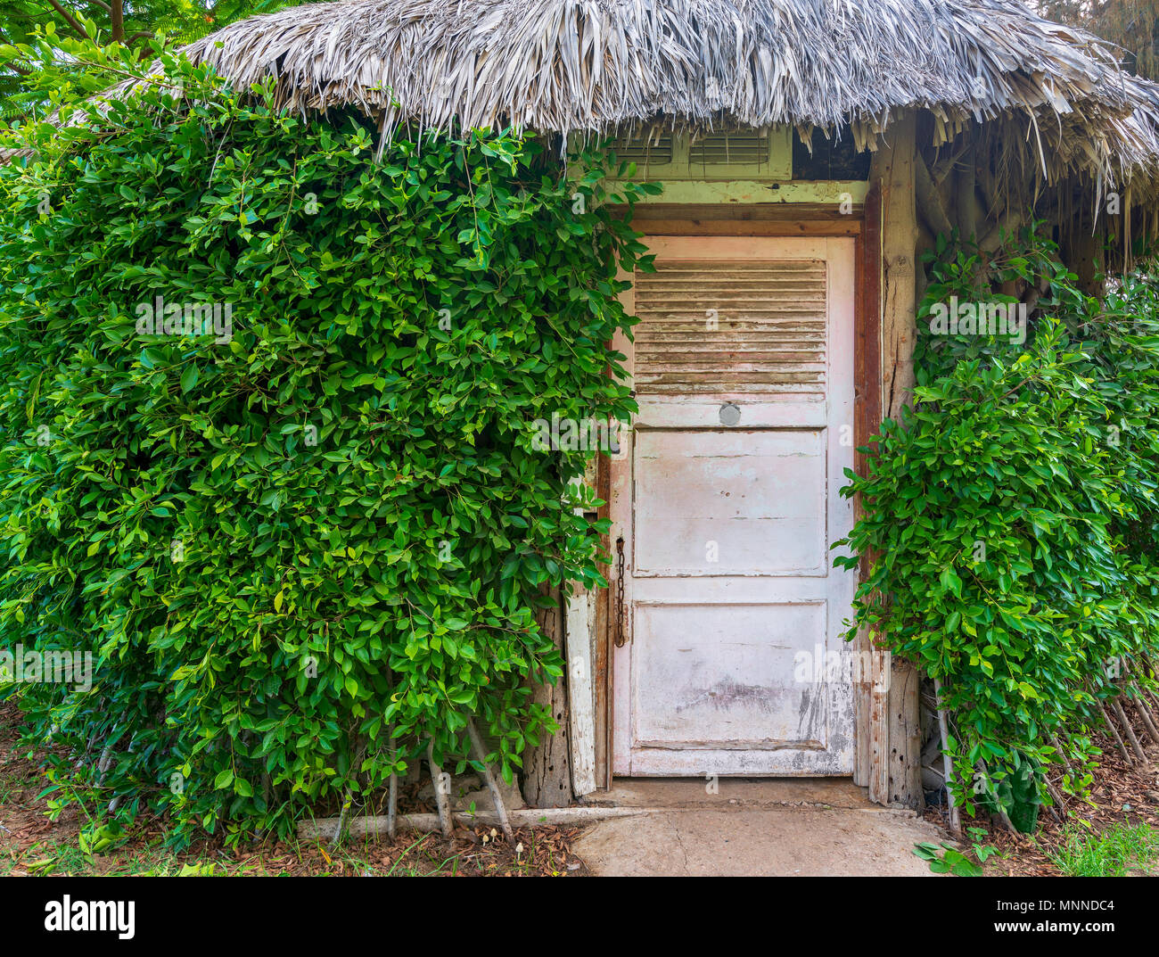 Wooden hut with closed wooden white grunge door surrounded by dense ...