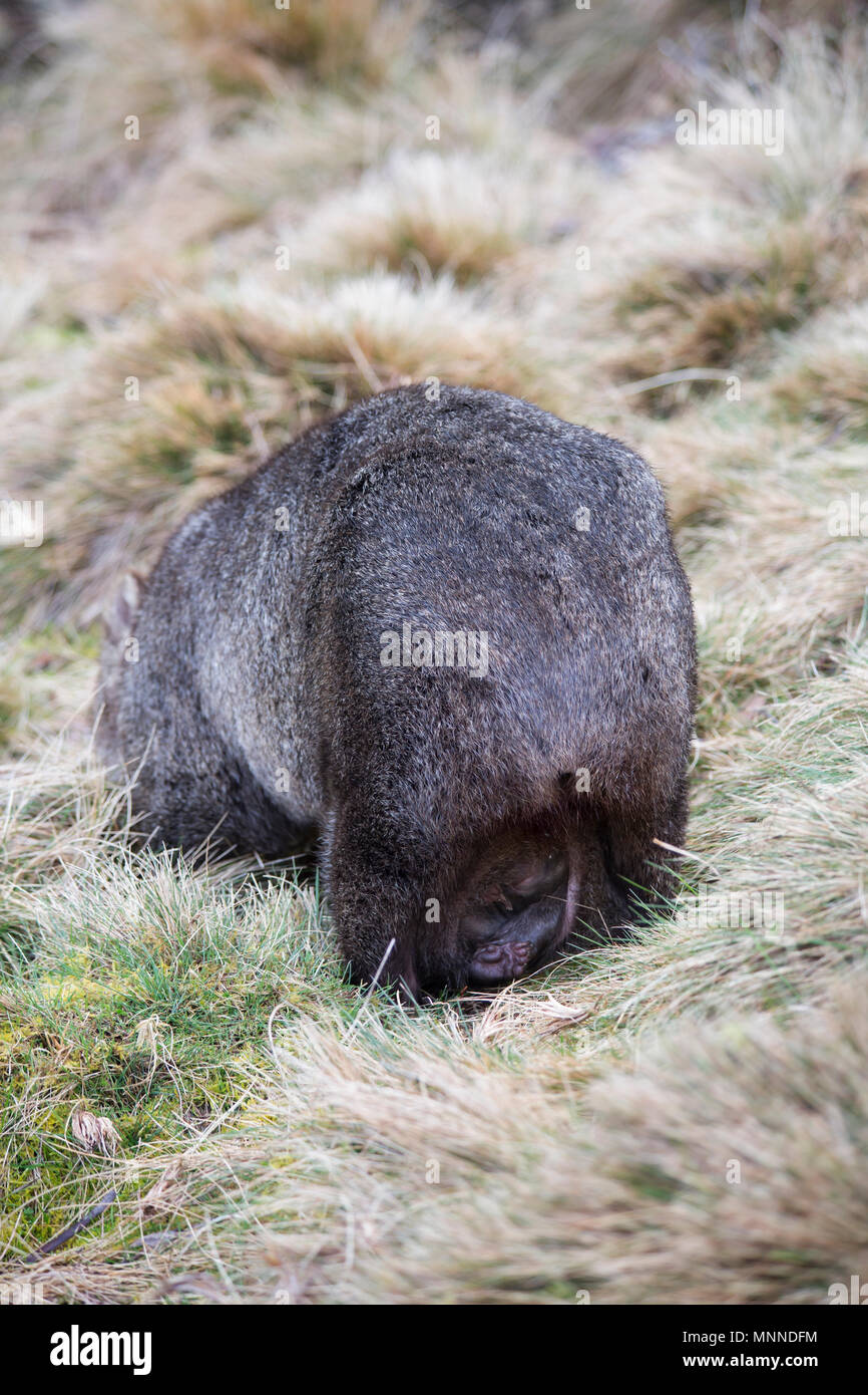 Wombat pouch hi-res stock photography and images - Alamy