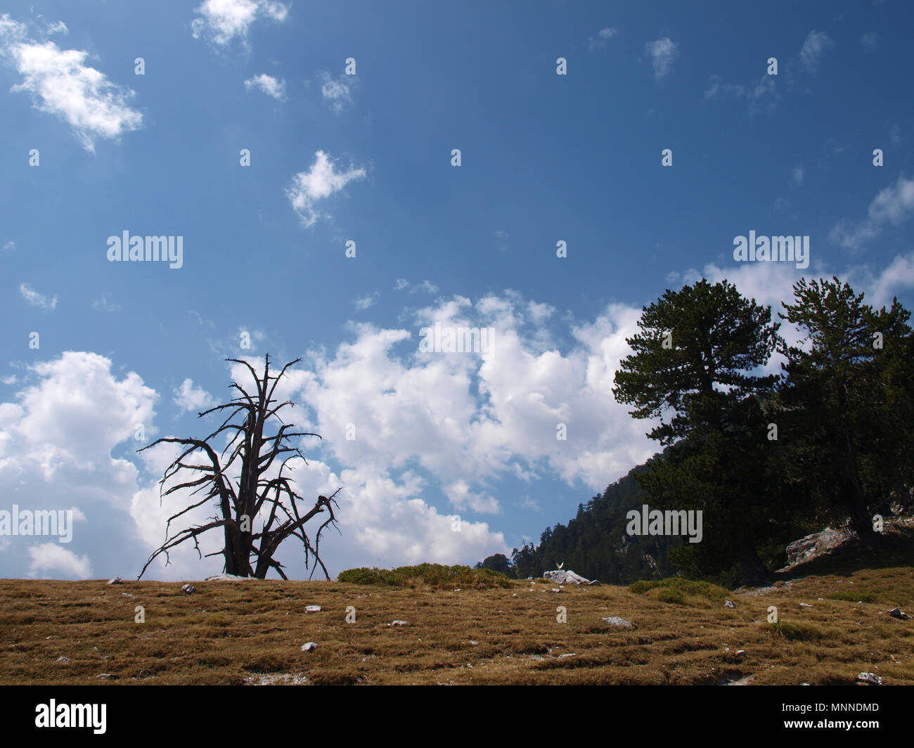 Greece forest hi-res stock photography and images - Alamy