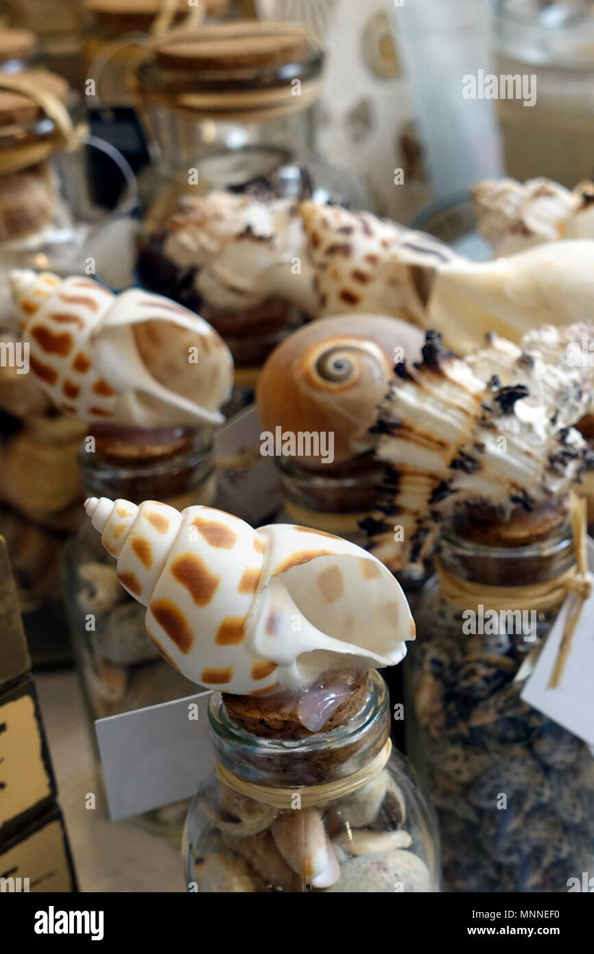 Display of beautiful leopard spot sea shells in a gift shop Stock Photo ...