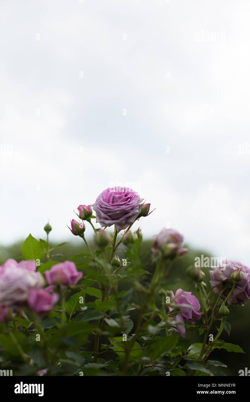 Grandiflora Rose High Resolution Stock Photography and Images - Alamy
